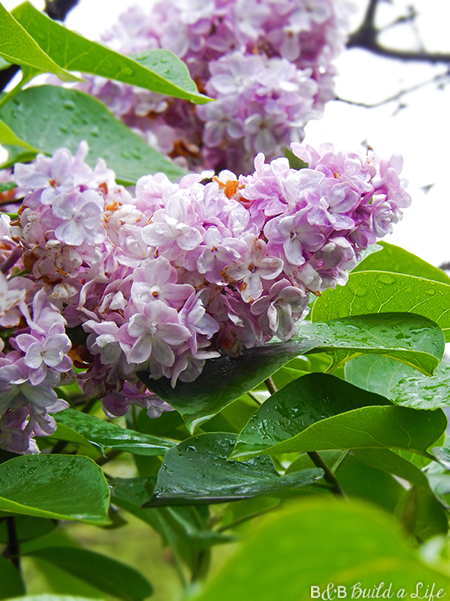 Springtime in Paris – B & B Build A Life